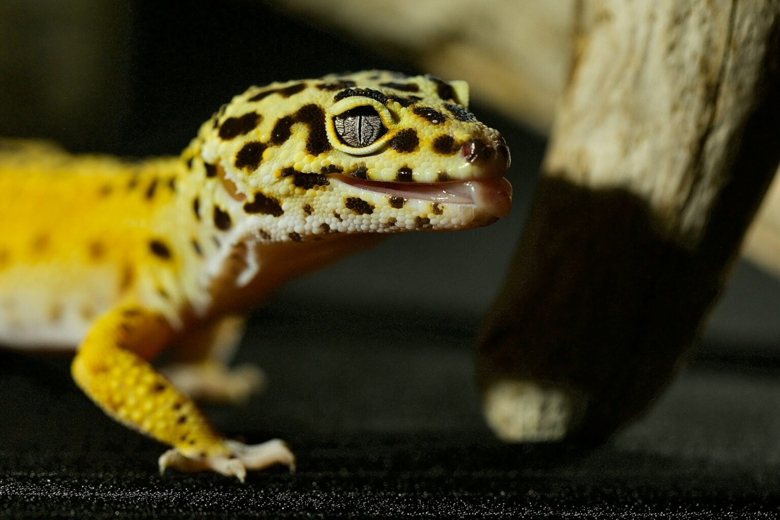 Top 5 Low-Maintenance Lizards for Beginners - MyPetNet