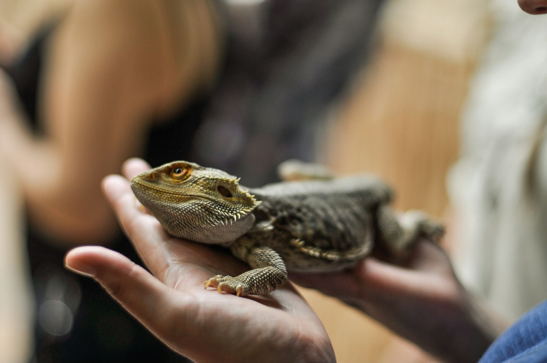 Handling Your Lizard: Dos and Don’ts for Building Trust