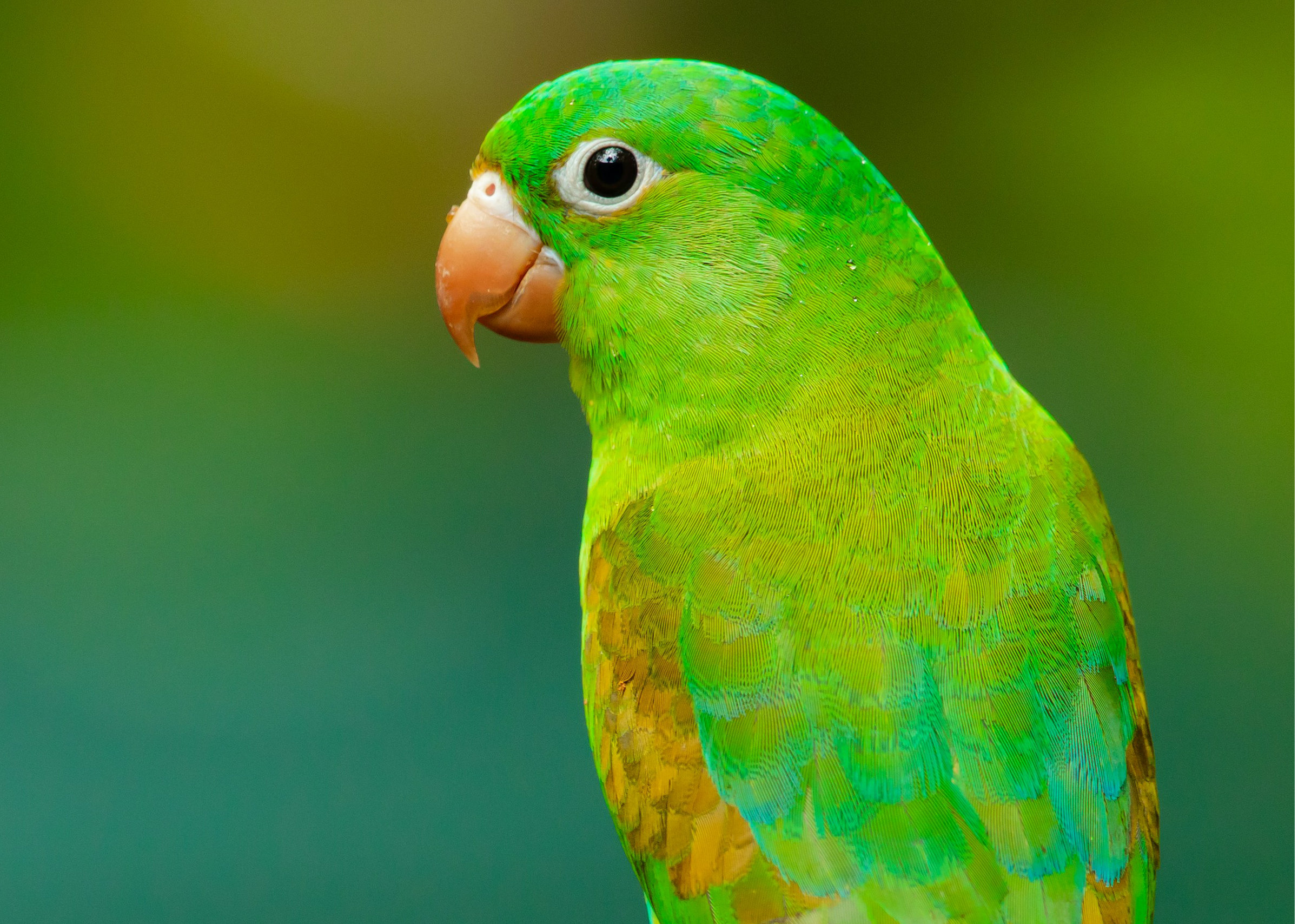 How to Teach Your Bird to Talk: A Beginner’s Guide